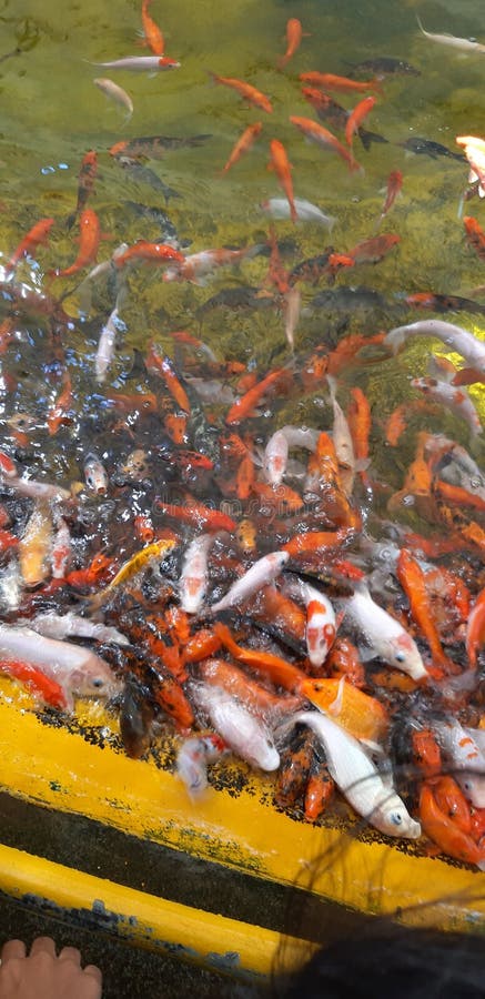 Lots of Fish in One Aquarium ðŸ ŸðŸ ŸðŸ Ÿ Stock Image - Image of leaf ...