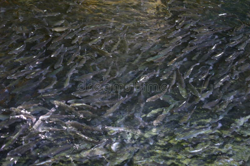 Lots of fish in the river stock image. Image of water - 224686279