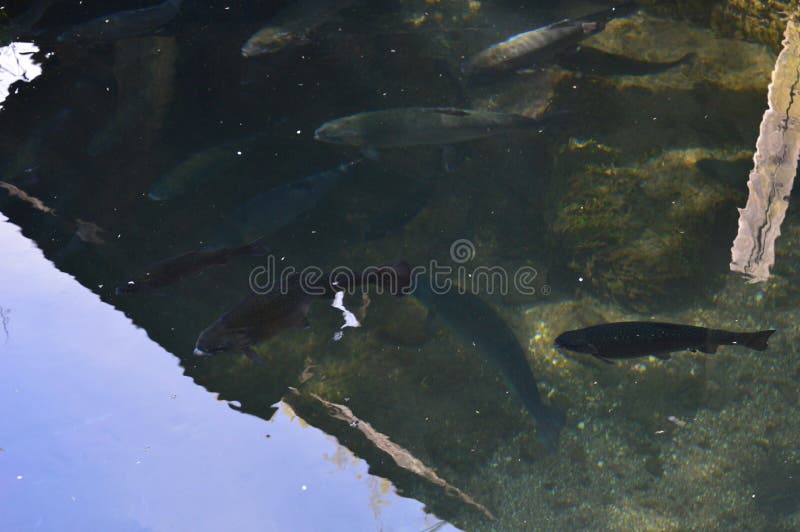 Lots of fish in the river stock image. Image of water - 224686303