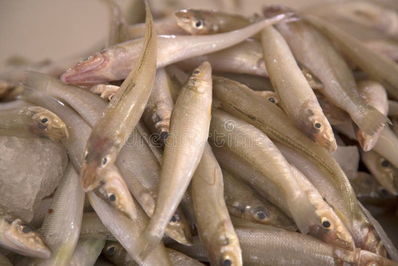 Lots Of Fish In A Mediterranean Reef Stock Photo - Image of school ...