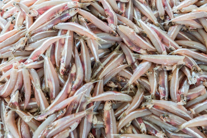 Lots Of Fish In A Mediterranean Reef Stock Photo - Image of school ...