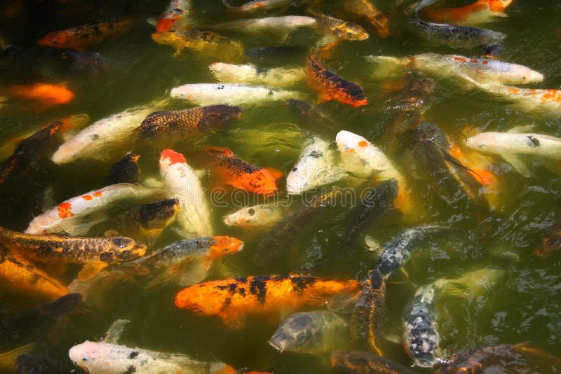 Lots of Fish stock image. Image of nature, pond, aquatic - 69779
