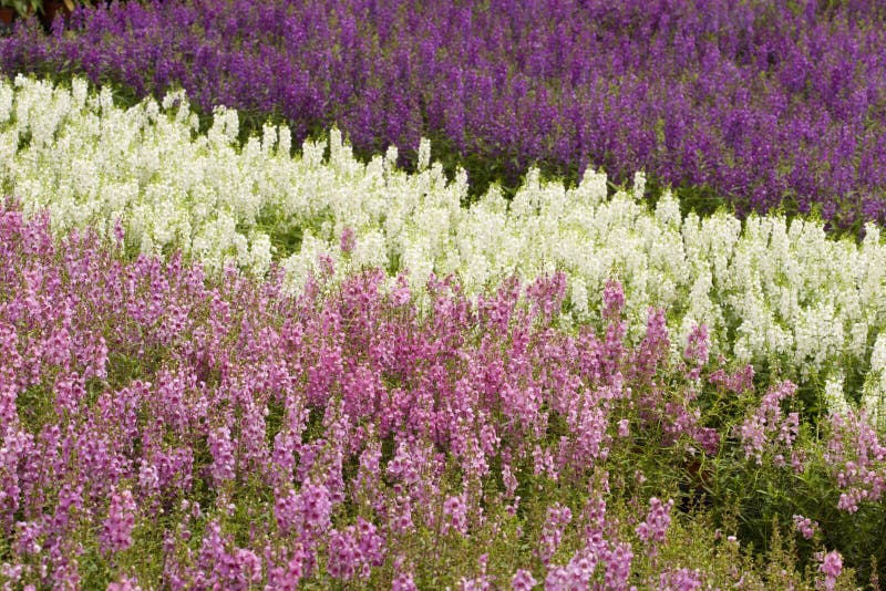 Lots of Flowers stock photo. Image of purple, plant, season - 4930650