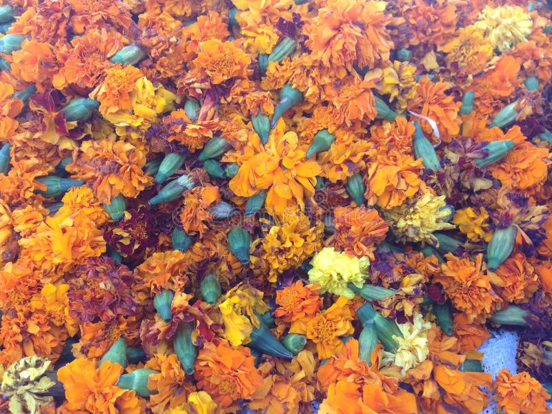 Lots of flowers stock image. Image of lots, beautiful - 46474201