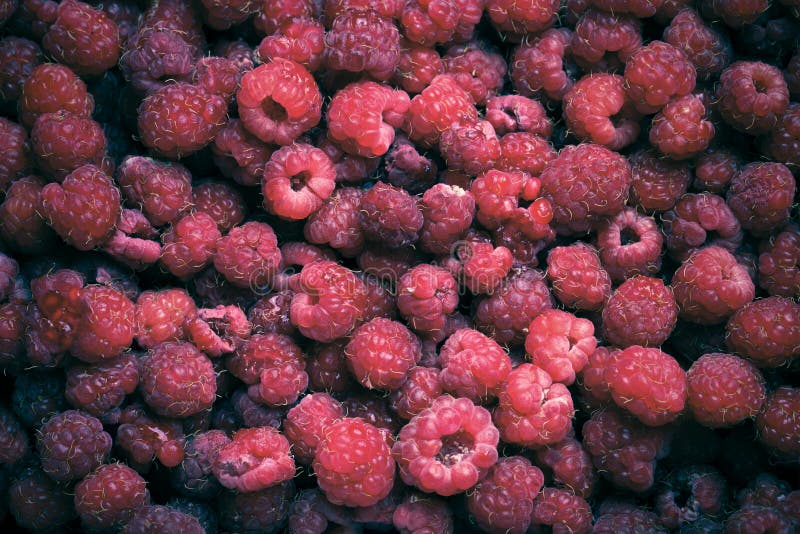 Lots of Fresh Bright Red Raspberries. Toned Stock Photo - Image of ...