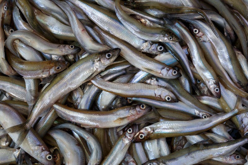 998 Lots Fresh Fish Background Stock Photos - Free & Royalty-Free Stock ...