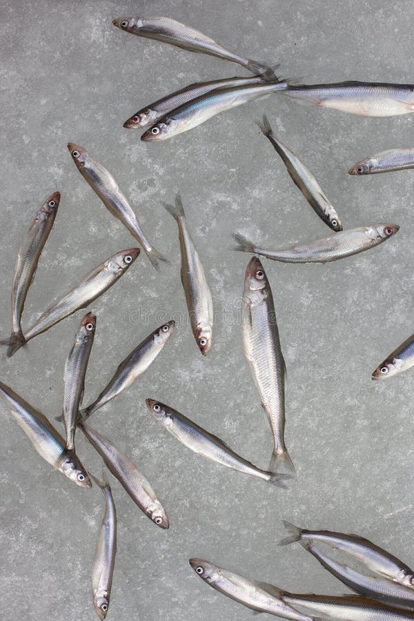 Lots of Fresh Fish Smelt on the Ice Stock Image - Image of texture ...