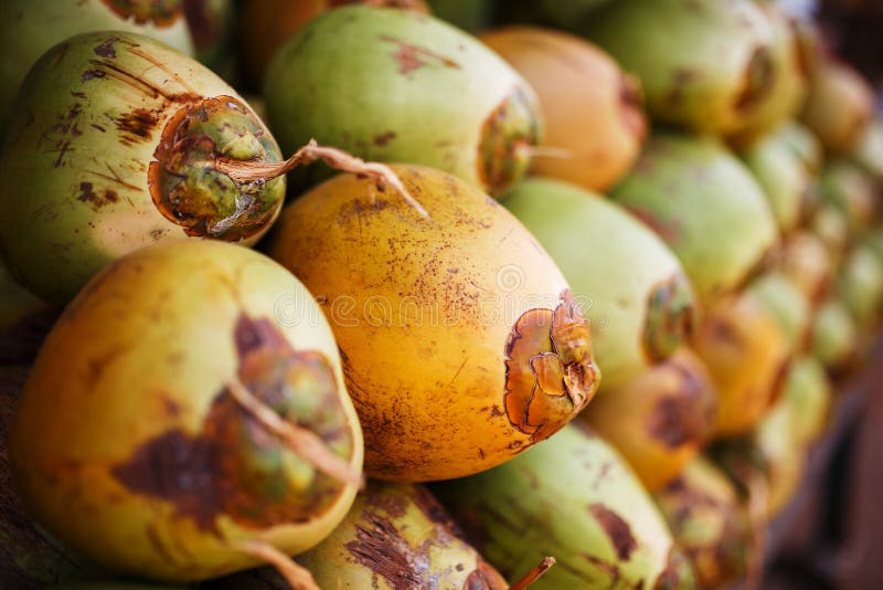 Lots of Coconuts in Coconut Plantation. Stock Image - Image of food ...