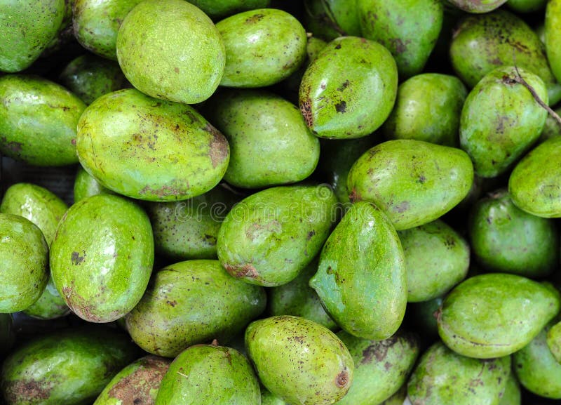 Lots of fresh green mango stock image. Image of ripe - 40771221