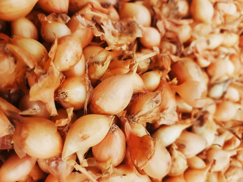 Lots of Fresh Onions on the Counter in the Store Stock Image - Image of ...