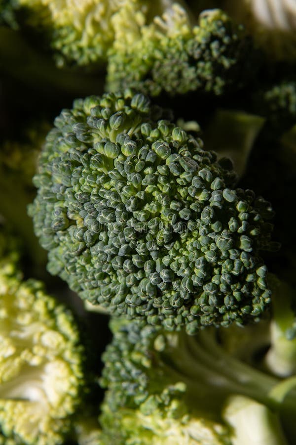 Lots of Fresh Raw Broccoli Close Up. Stock Image - Image of vegan ...