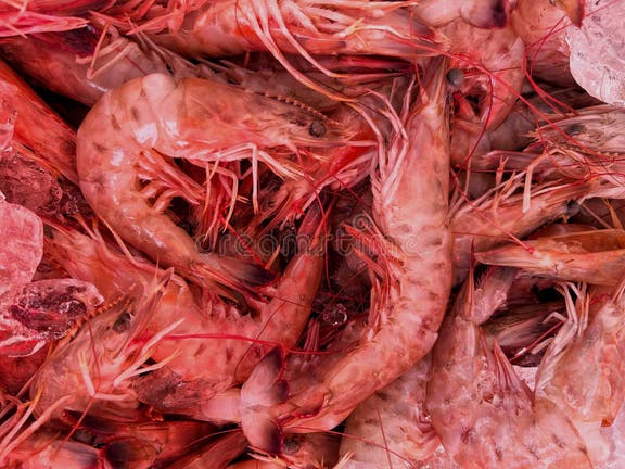 Lots of Fresh Shrimp Together, Just Caught Stock Image - Image of krill ...
