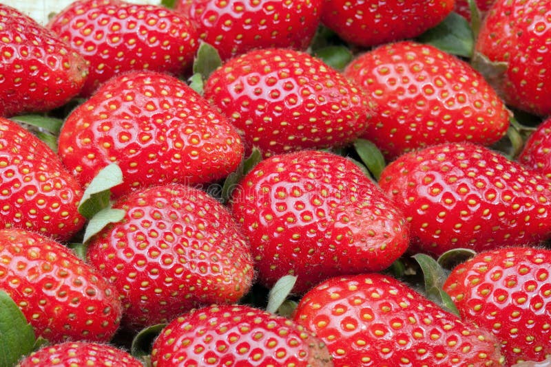 Lots of Fresh Strawberry Fruits Vertical Stock Image - Image of leaf ...