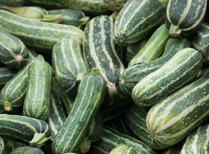 Lots of fresh zucchini stock photo. Image of greengrocer - 63841960