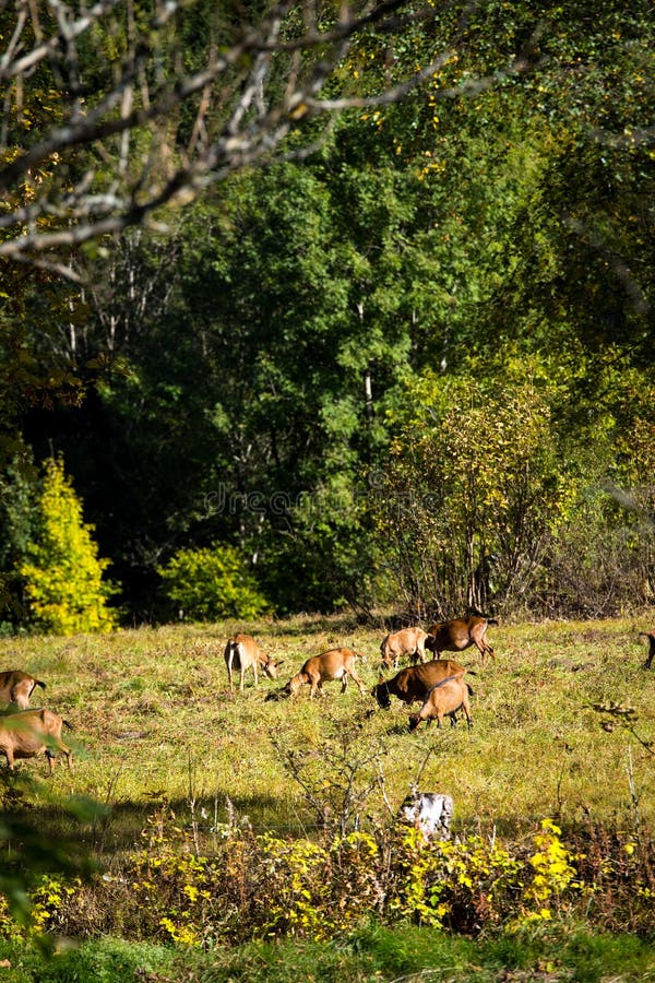 Lots of Goats on a Pasture in the Area of the Black Forest Stock Image ...