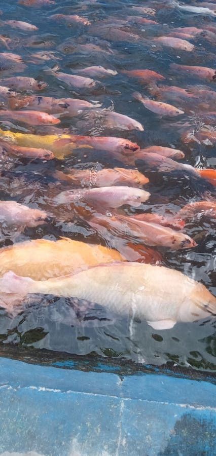 Lots of Goldfish in the Fish Pond Stock Photo - Image of pond, produce ...