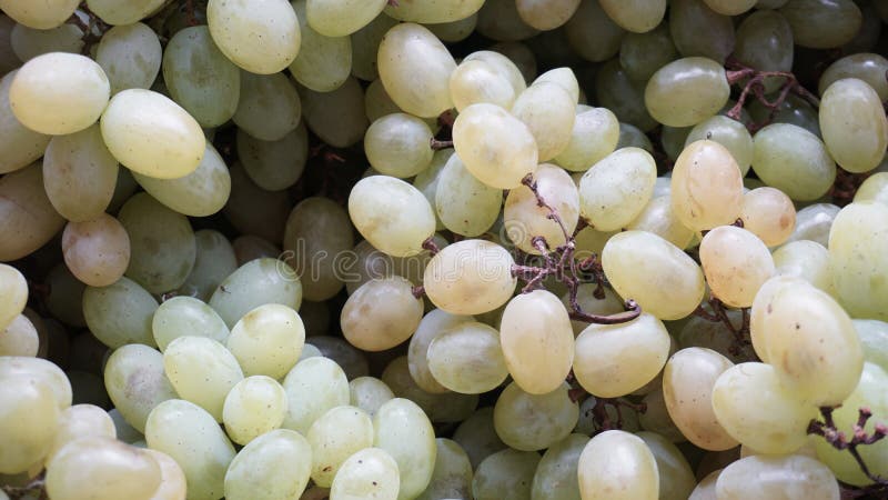Lots of grapes stock photo. Image of group, healthy - 256061160