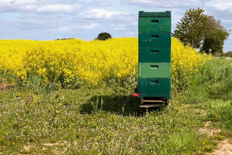 Lots of Green Bee Boxes at a Rapeseed Field in Northern Germany Stock ...