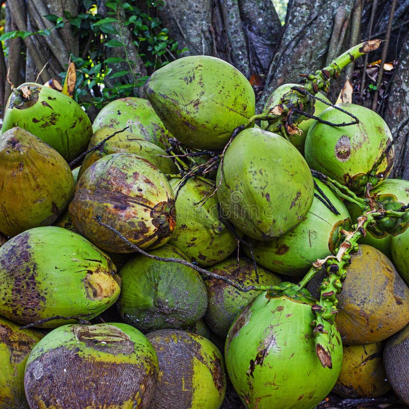 Lots of the green coconuts stock image. Image of organic - 346828273
