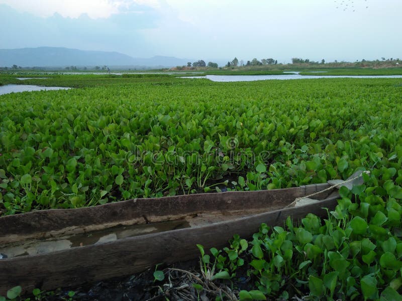 Lots of green editorial stock photo. Image of lots, high - 95810353