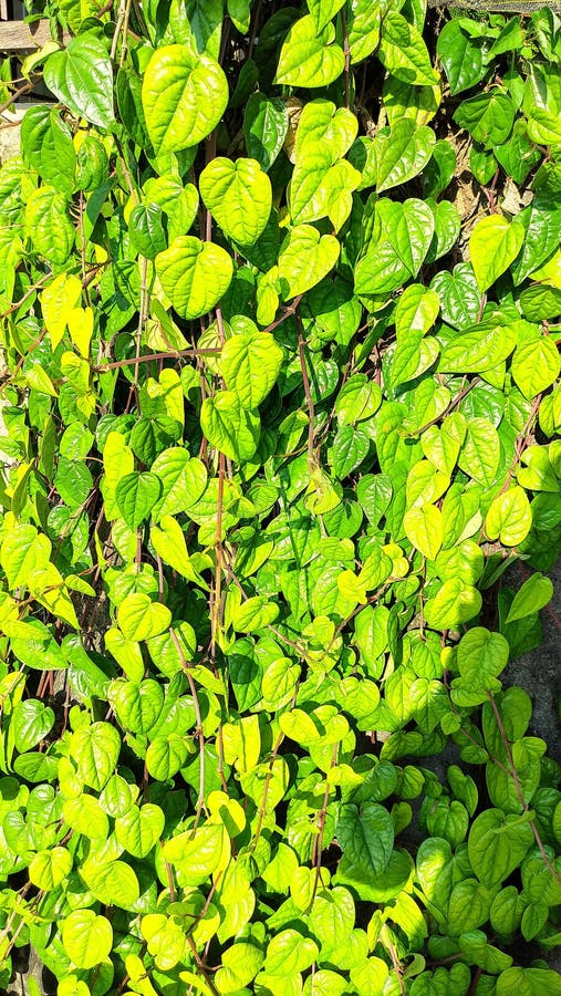 Many Leaves of Green Leaves Outdoors Stock Image - Image of grass ...