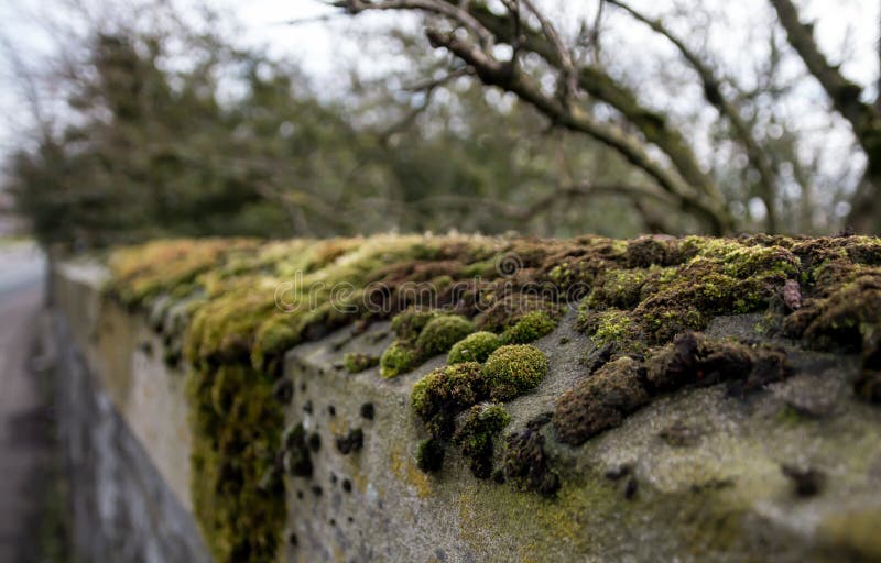 Lots of Green Moss stock image. Image of nature, grow - 111722799
