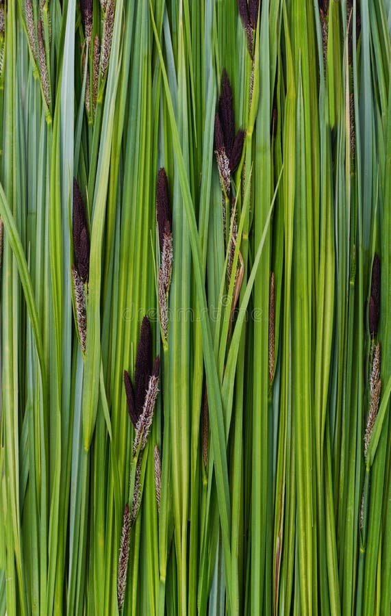 Lots of green sedge leaves stock image. Image of beauty - 229079003