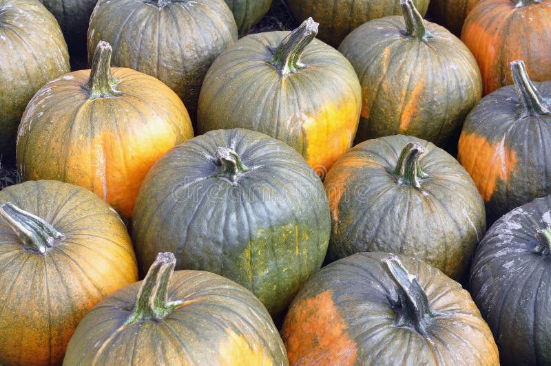 Lots of Green and Yellow Pumpkins, Autumn Harvest. Background Stock ...
