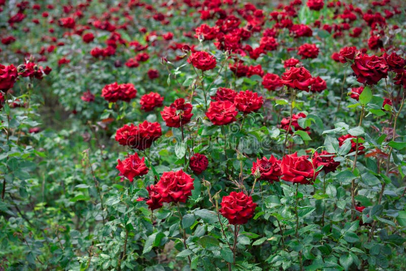 Lots of growing red roses stock photo. Image of roseslots - 187531922