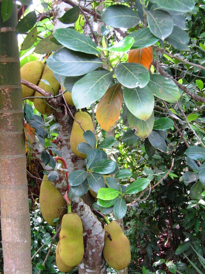 Jack fruits in the trees stock image. Image of nature - 385092821