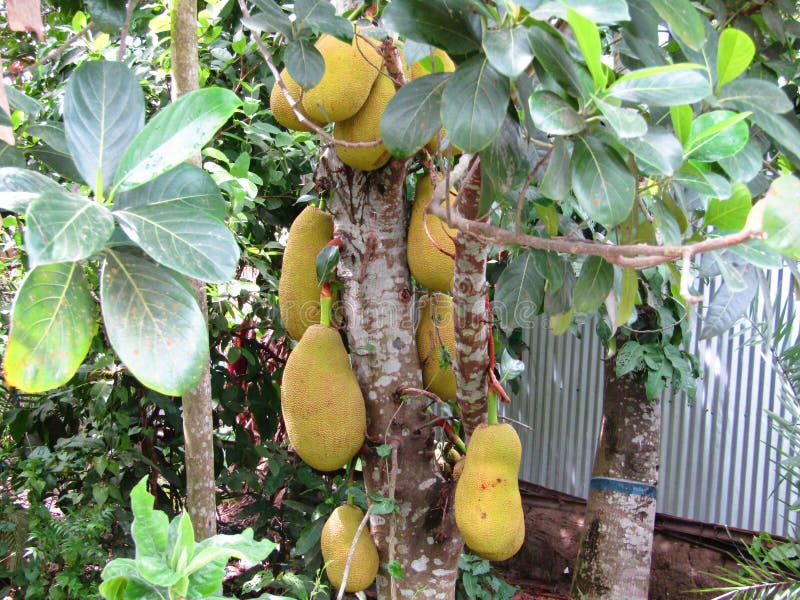 Jack fruits in the trees stock photo. Image of produce - 385092822