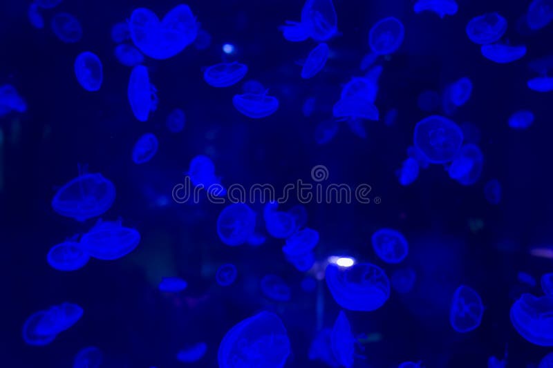 Lots of Jellyfish with Blue Fluorescent Lights Floating in the Dark ...