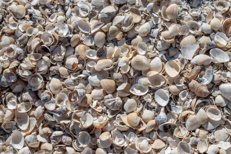 Lots of Kind of Shells in the Sand Stock Image - Image of close, golden ...