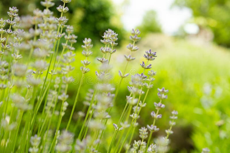 Lots of Lavender Flowers in the Botanical Garden. Stock Photo - Image ...