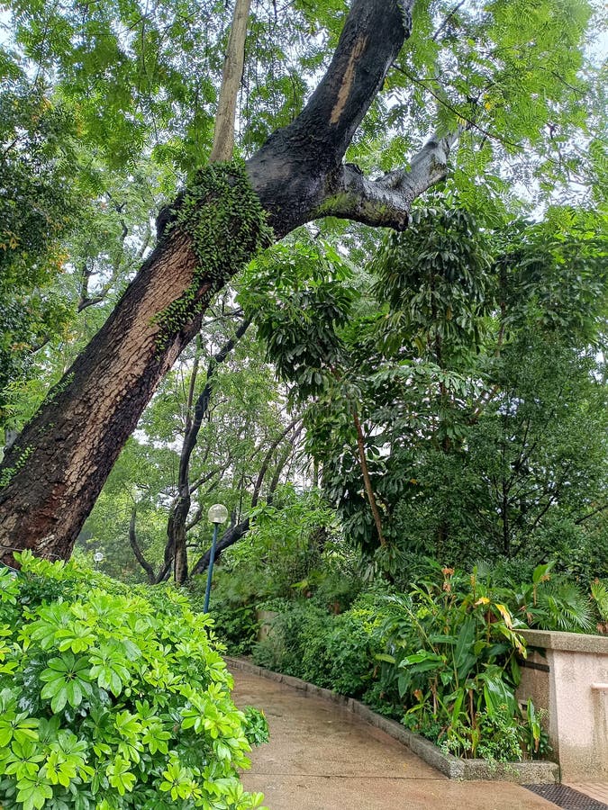 Lots of Leaves on a Big Tree with Sunlight Stock Photo - Image of ...