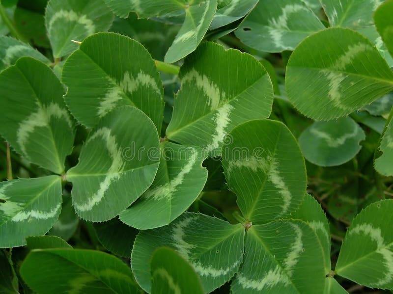 A Lots Of Leaves Of Clever Picture. Image: 3198034