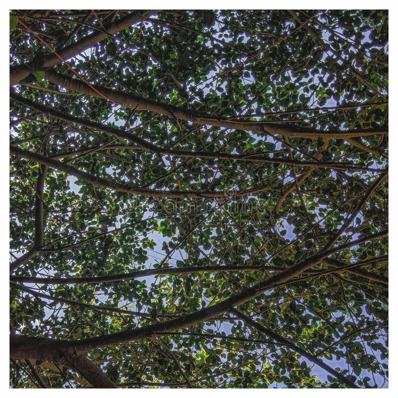 Lots of Leaves Hiding the Sky Stock Photo - Image of green, colourful ...