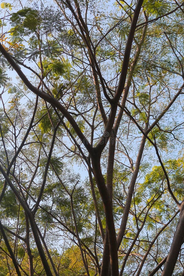 Lots of Leaves and Tree Trunks Stock Image - Image of green, forest ...