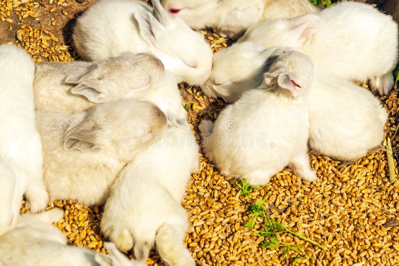 Lots of Little Rabbits in a Box with Wheat Grains Stock Image - Image ...
