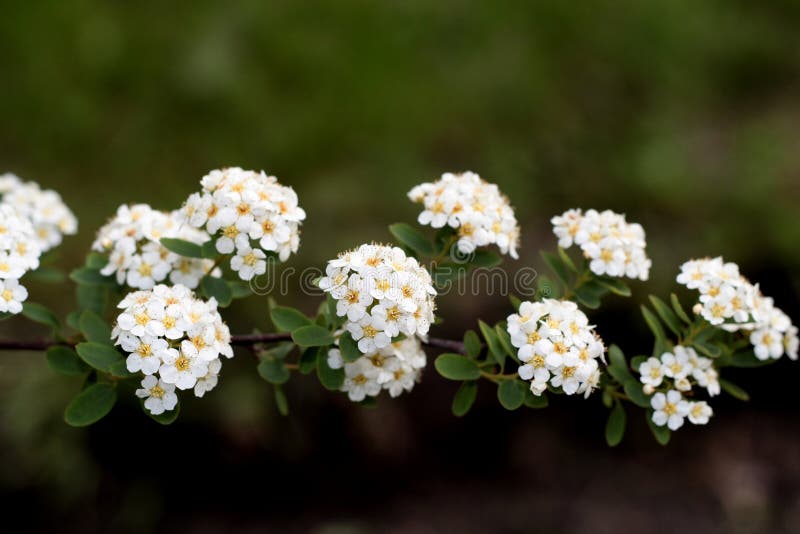 Lots of Little White Flowers. Background with Small Flowers Stock Photo ...
