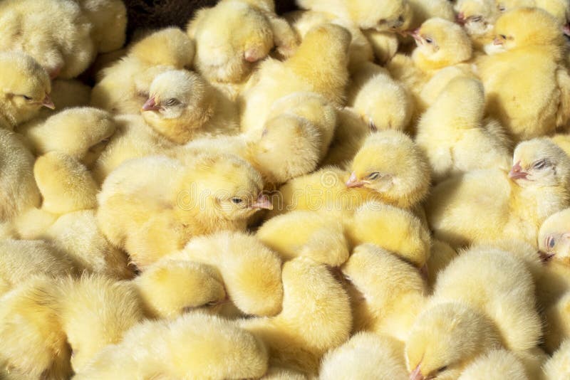 Lots of Little Yellow Newborn Chicks. the View from the Top Stock Photo ...