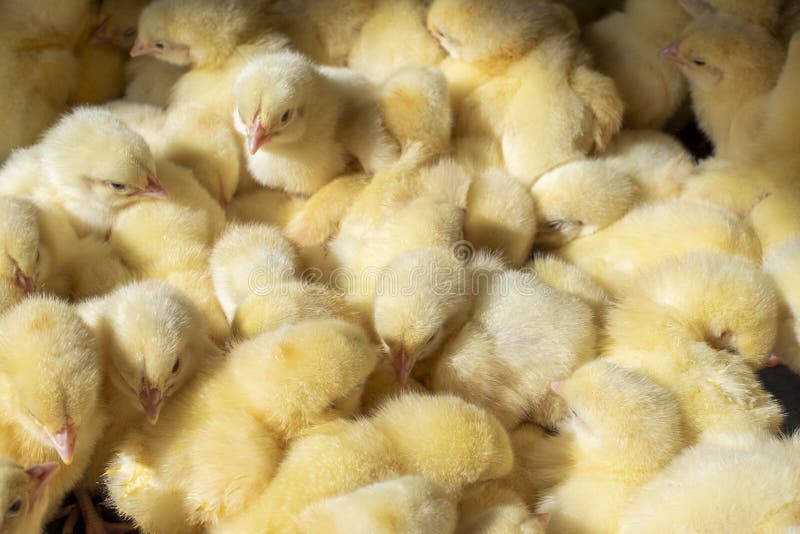 Lots of Little Yellow Newborn Chicks. the View from the Top Stock Photo ...