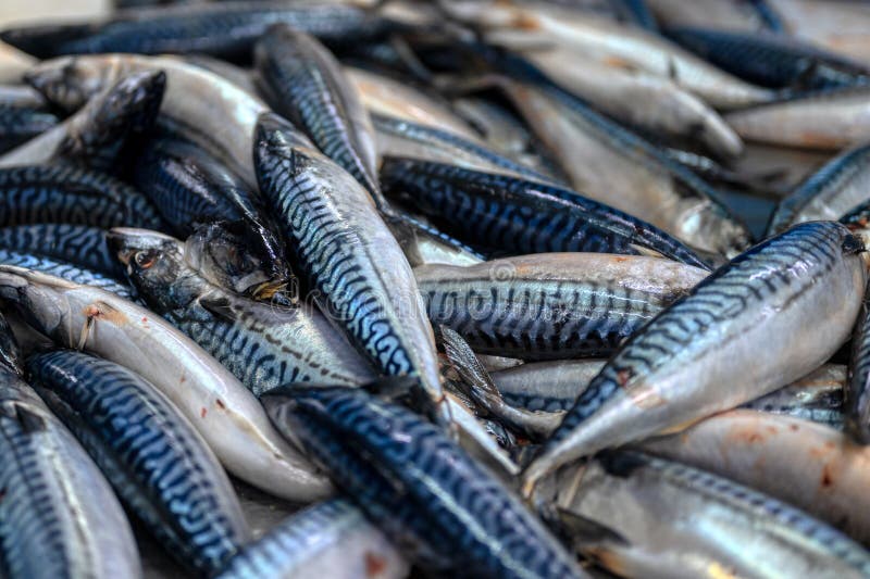 Lots of Mackerel Carcasses. Sea Fish Stock Image - Image of carcasses ...