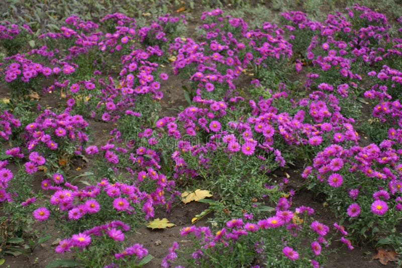 Lots of Magenta-colored Flowers of Michaelmas Daisies in October Stock ...