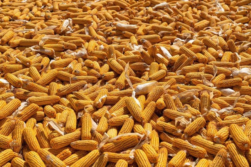 Lots of Maizes Stack Together, Harvest Scene Stock Image - Image of ...