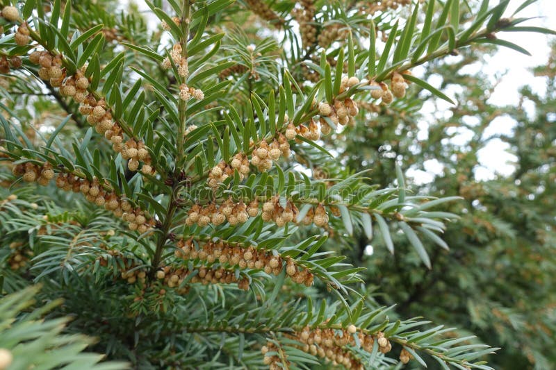 Lots of Male Cones in the Leafage of Yew in April Stock Photo - Image ...
