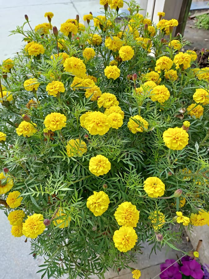 Lots of Marigold Flowers To Make People Happy Stock Image - Image of ...