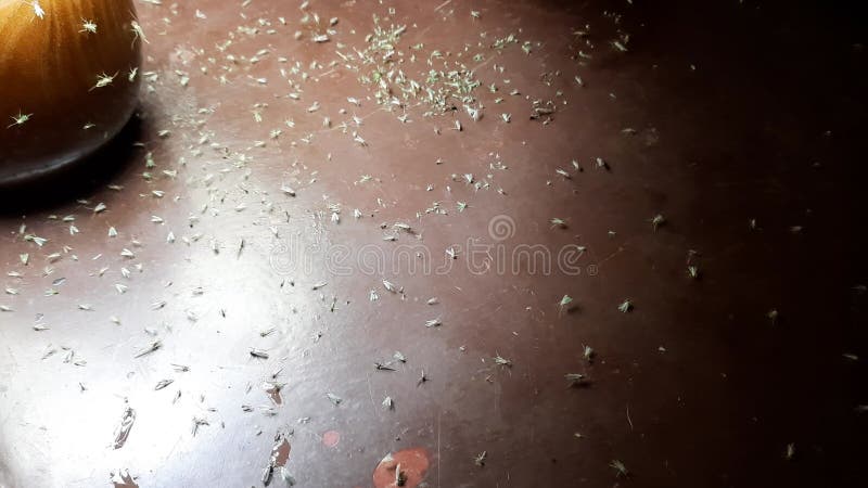 Lots of Midges Flying into the Light at Night Stock Footage - Video of ... Lots of Midges Flying into the Light at Night Stock Footage - Video of ...