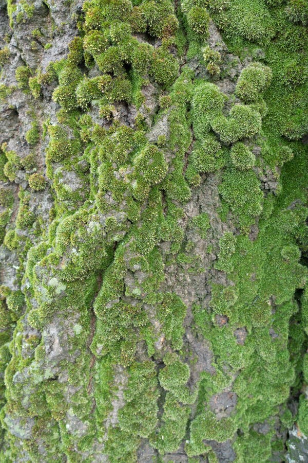 Lots of Moss on Bark of Silver Poplar Stock Image - Image of relief ...