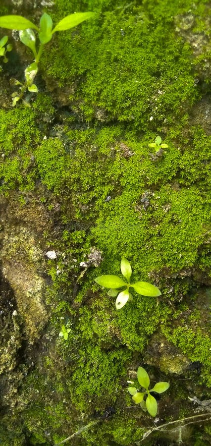 Lots of Moss Growing on the Rocks Stock Photo - Image of rocks, tree ...